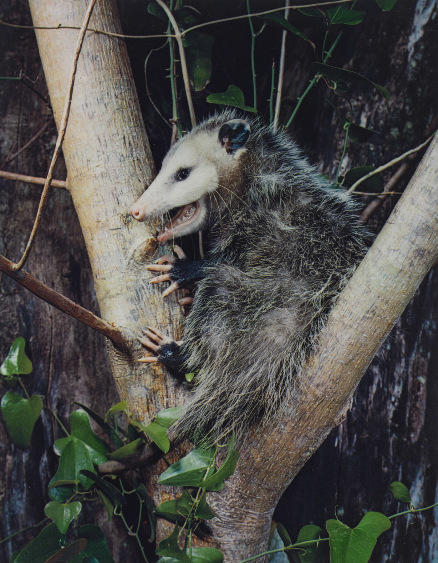 Opossum, Everglades National Park, Florida, March 8, 1954 | Amon Carter ...