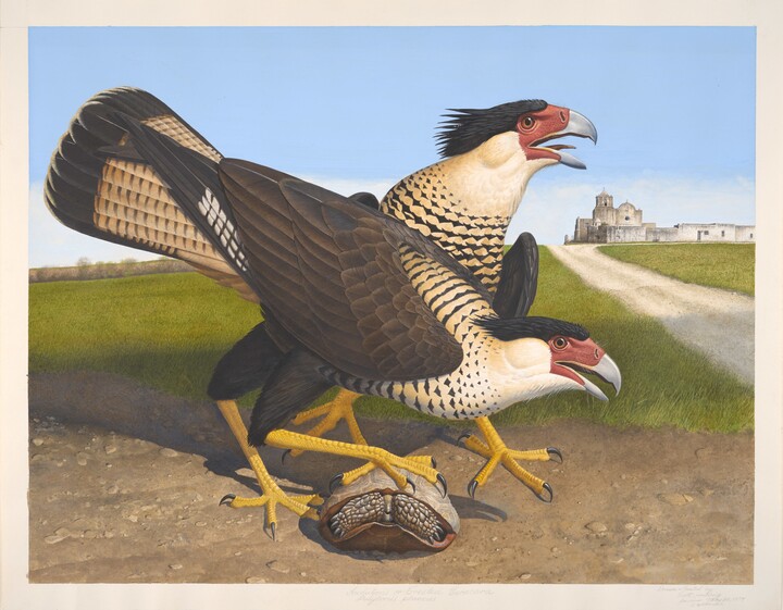 Seeing in Detail: Scott and Stuart Gentling's Birds of Texas | Amon ...