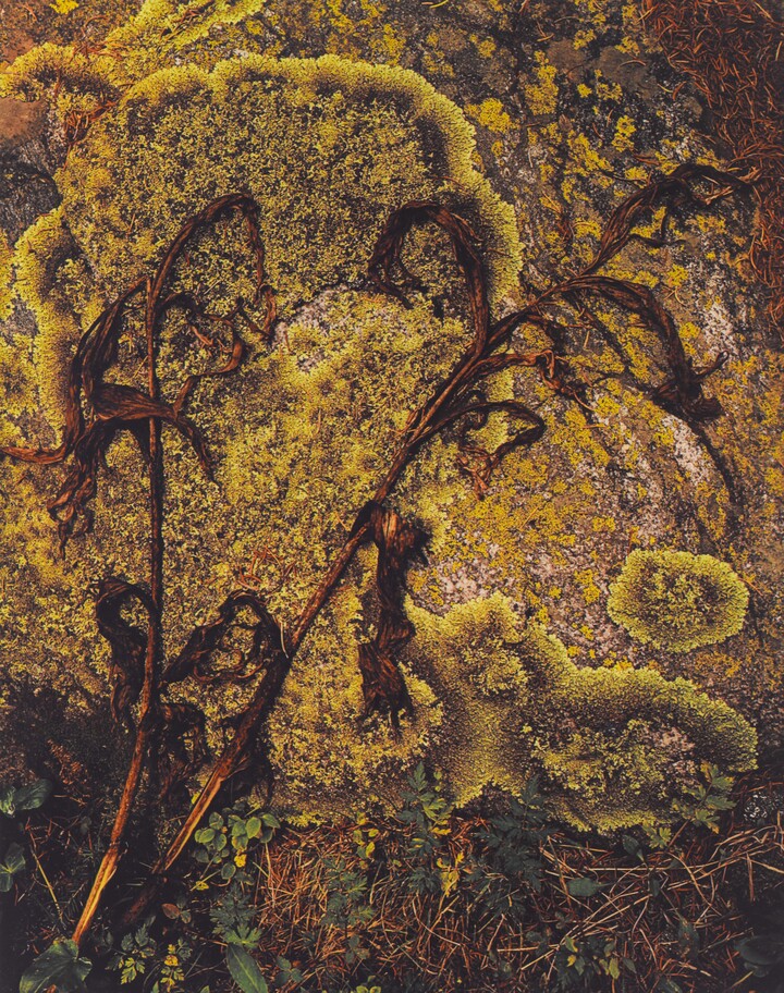 New York City, 1979 | Amon Carter Museum of American Art