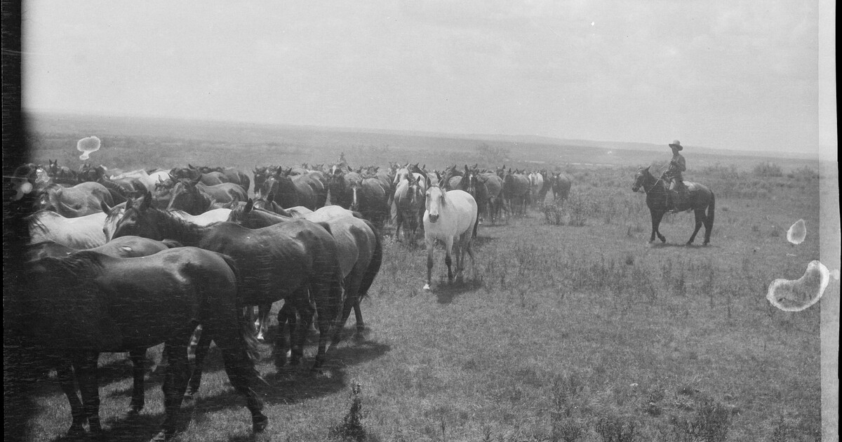 The JA remuda following the old trail. JA Ranch, Texas. | Amon Carter ...