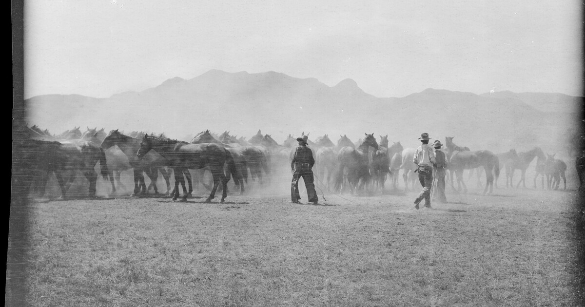 Cowpunchers roping out their mounts somewhere around the turn of the ...