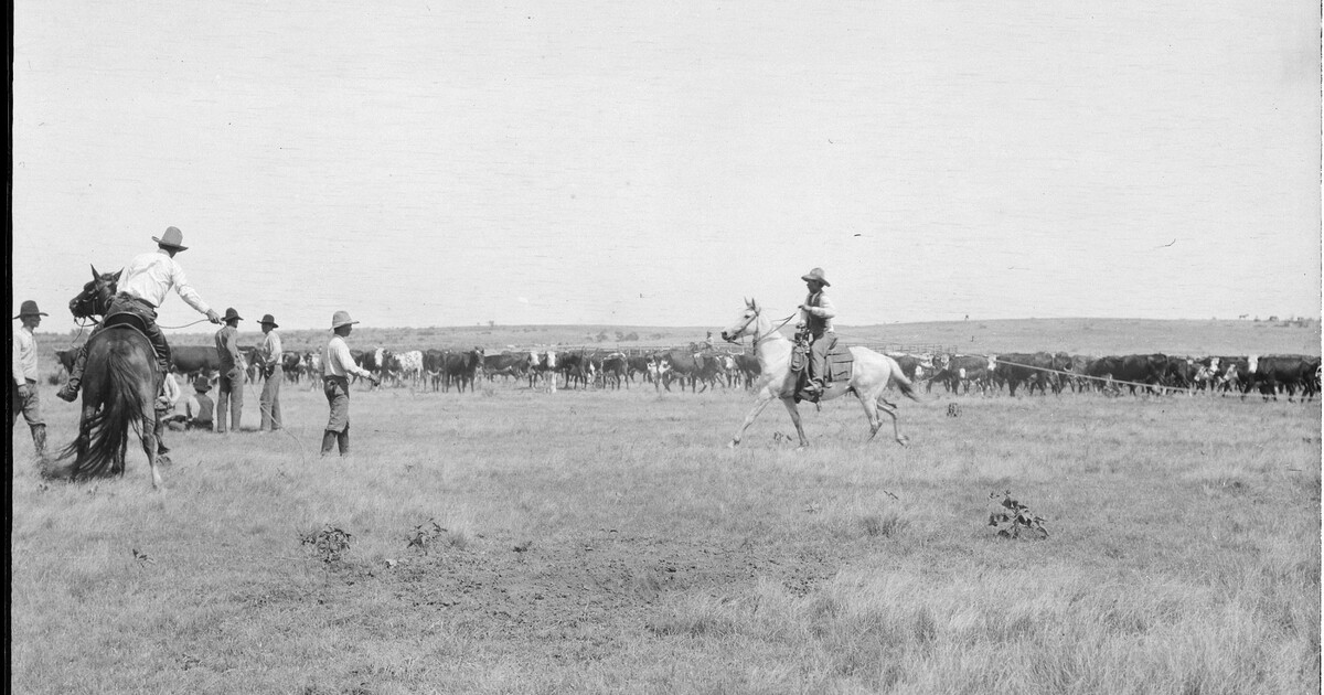 Roping calves for branding. Spur Ranch-SMS Ranch, Texas. | Amon Carter ...
