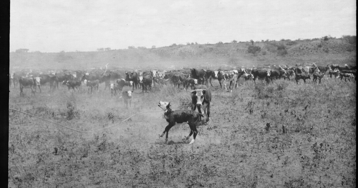 Roping a calf. Spur Ranch, Texas. | Amon Carter Museum of American Art