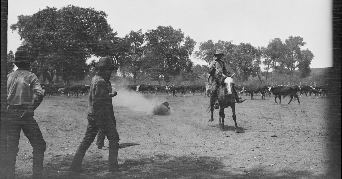 JA cowpuncher pulling a calf from the herd for branding. JA Ranch ...