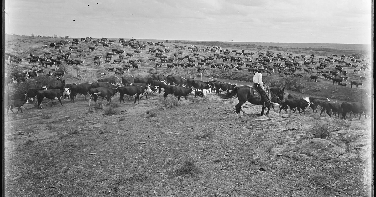 Cowpuncher of the SMS Ranch watering the herd. This was originally the ...