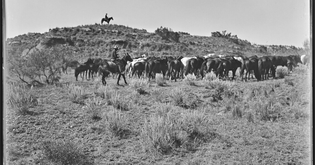 Wranglers following the remuda. Spur Ranch, Texas. | Amon Carter Museum ...