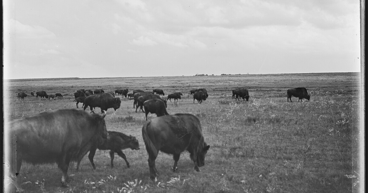 A herd of "cattalo," cross between buffalo (bison) and cattle developed ...