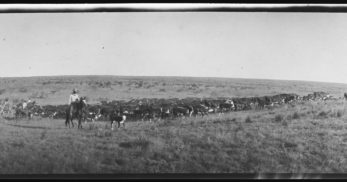 Some LS cowboys holding a small cut of cattle in the upper panhandle of ...