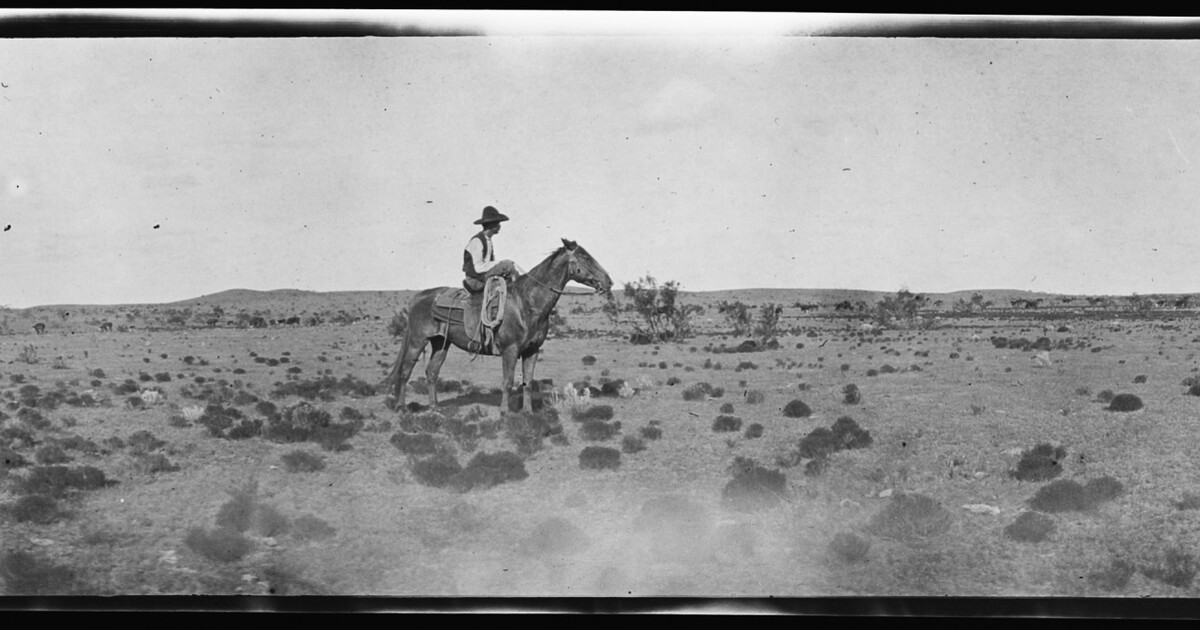 An LS day herder watching the cattle graze. LS Ranch, Texas. | Amon ...