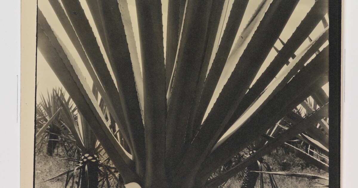 The Henequen Plant (Sisal) | Amon Carter Museum of American Art