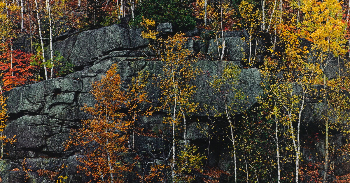Birch Trees on Cliff, Near Keene Valley, Adirondack Park, New York ...